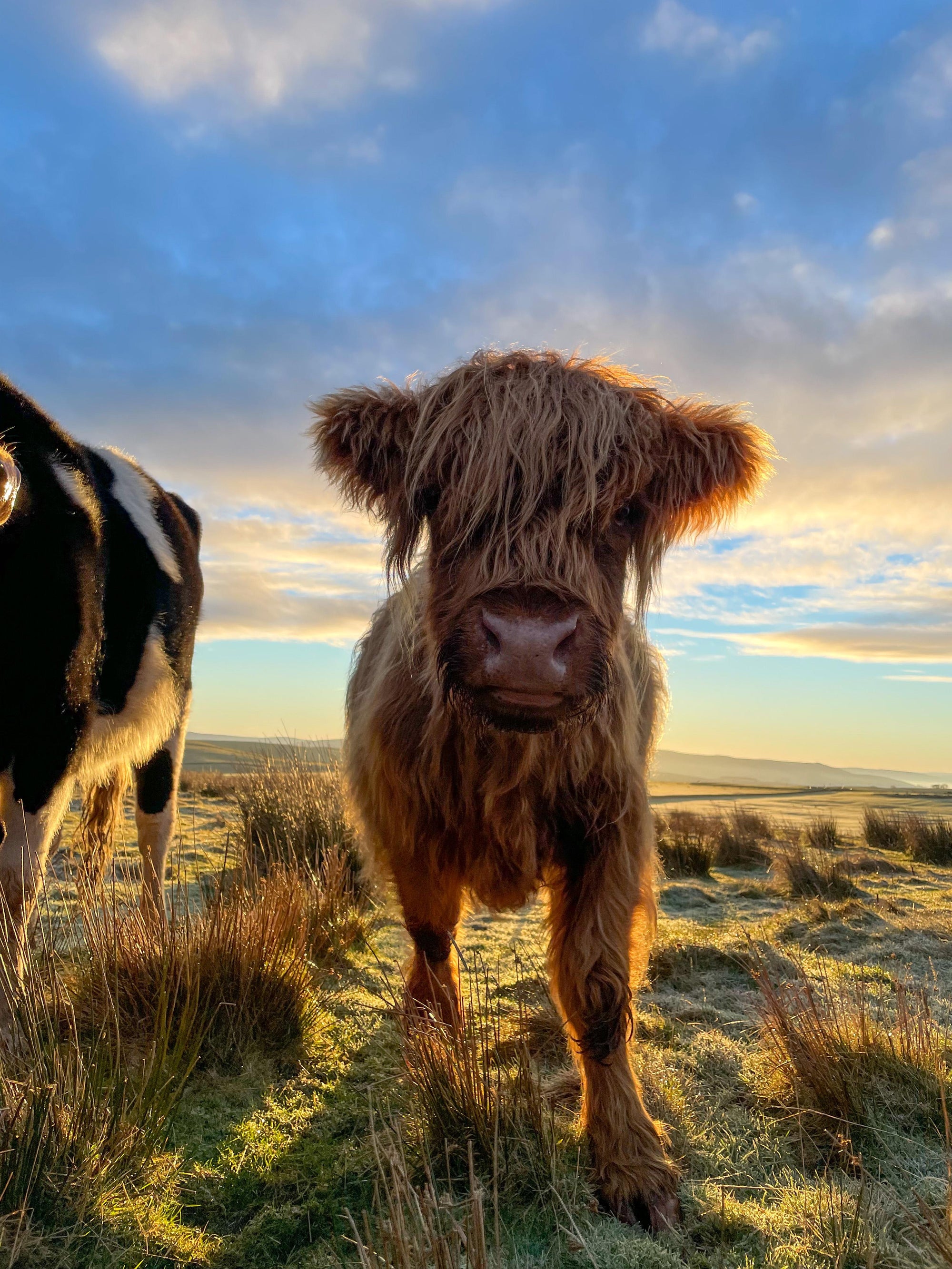 Yorkshire Craft Butchery