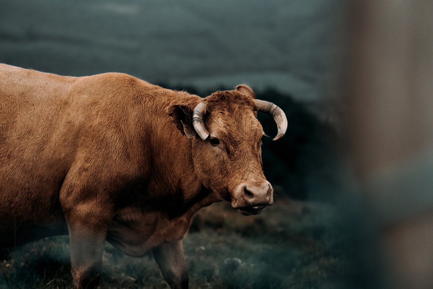 Yorkshire Craft Butchery